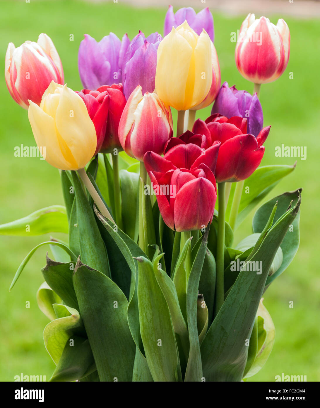 A Bunch of Tulips in Spring Stock Photo - Alamy