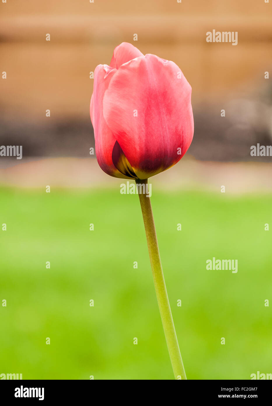 A single red tulip Stock Photo - Alamy
