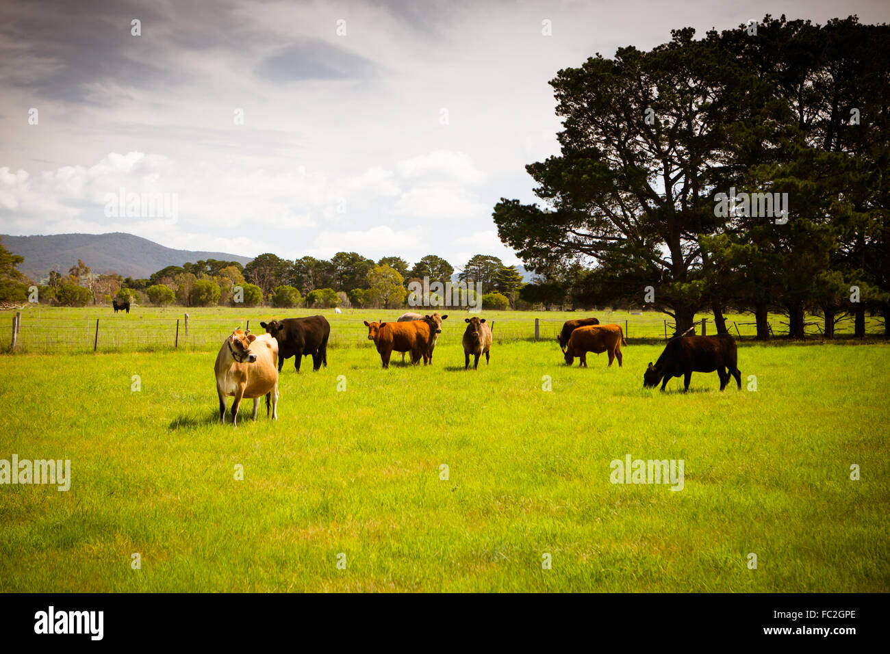 Cows In A Field Stock Photo - Alamy