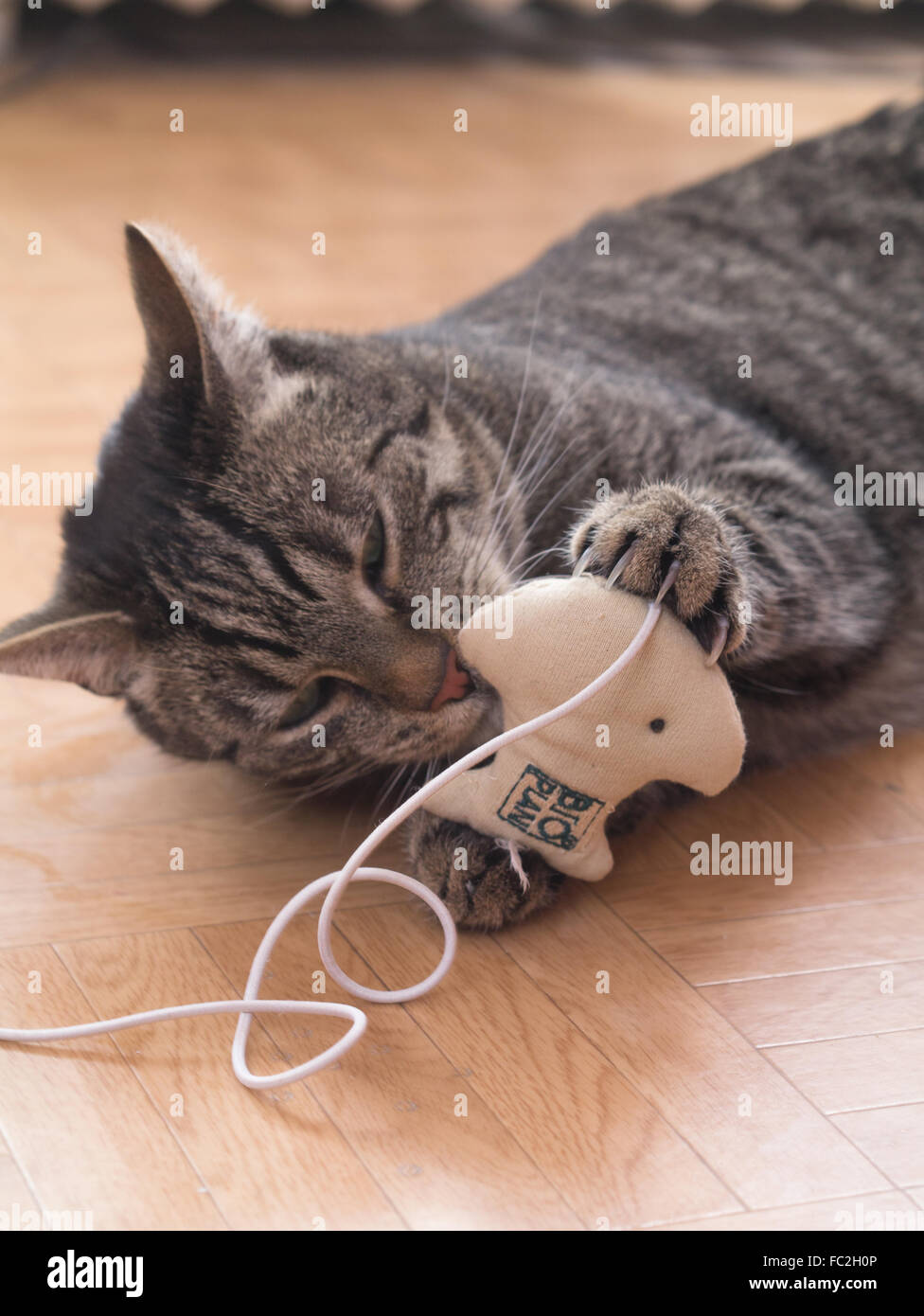 A cat playing with toys grey striped cat Stock Photo - Alamy