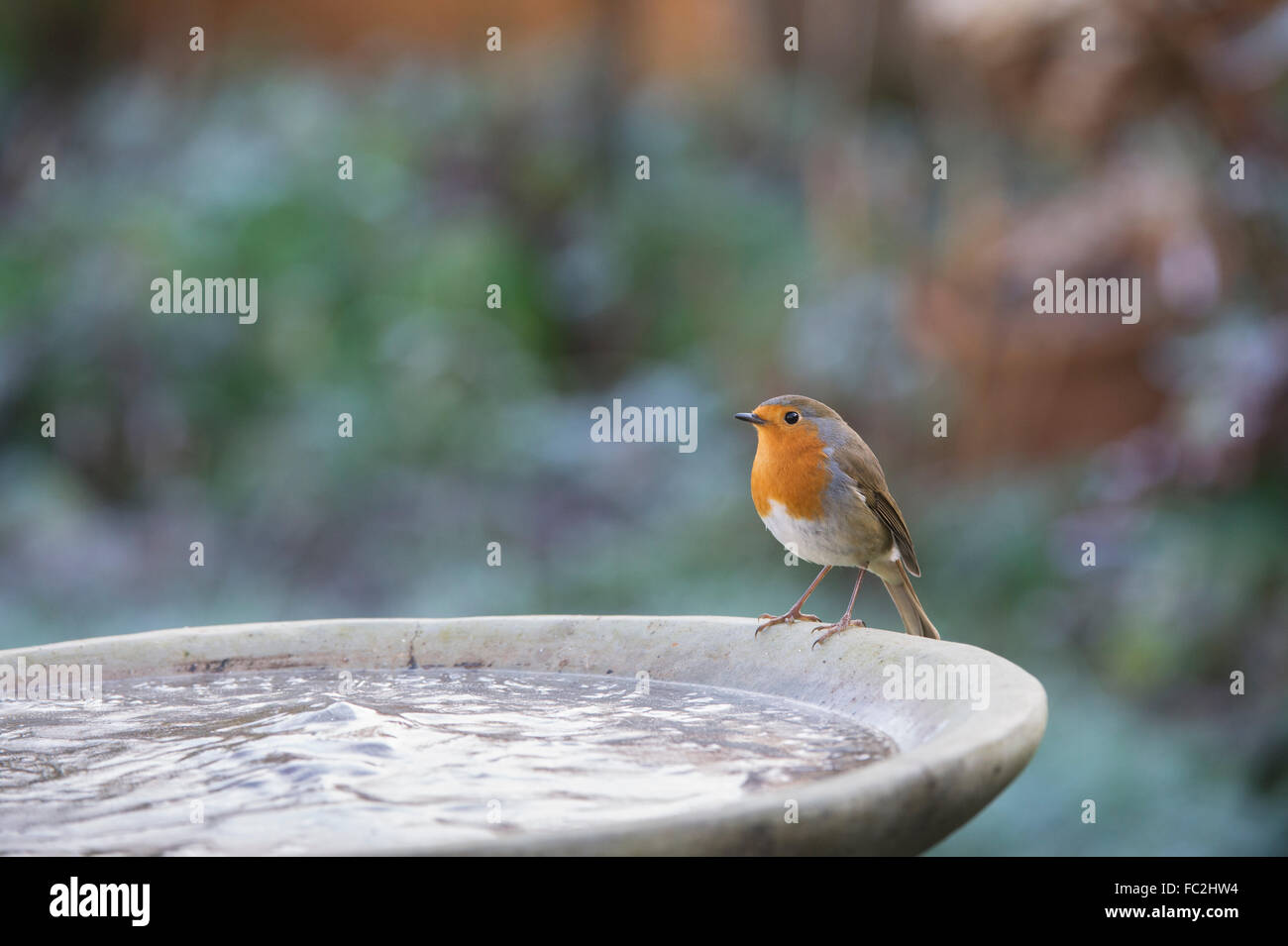 Erithacus rubecula. Robin on a frozen bird bath on a cold frosty ...