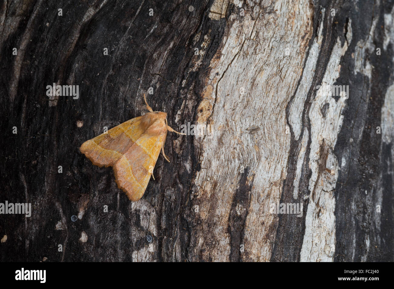 Centre-barred Sallow, Eulenfalter, Noctuidae, noctuid moths, Ockergelbe ...