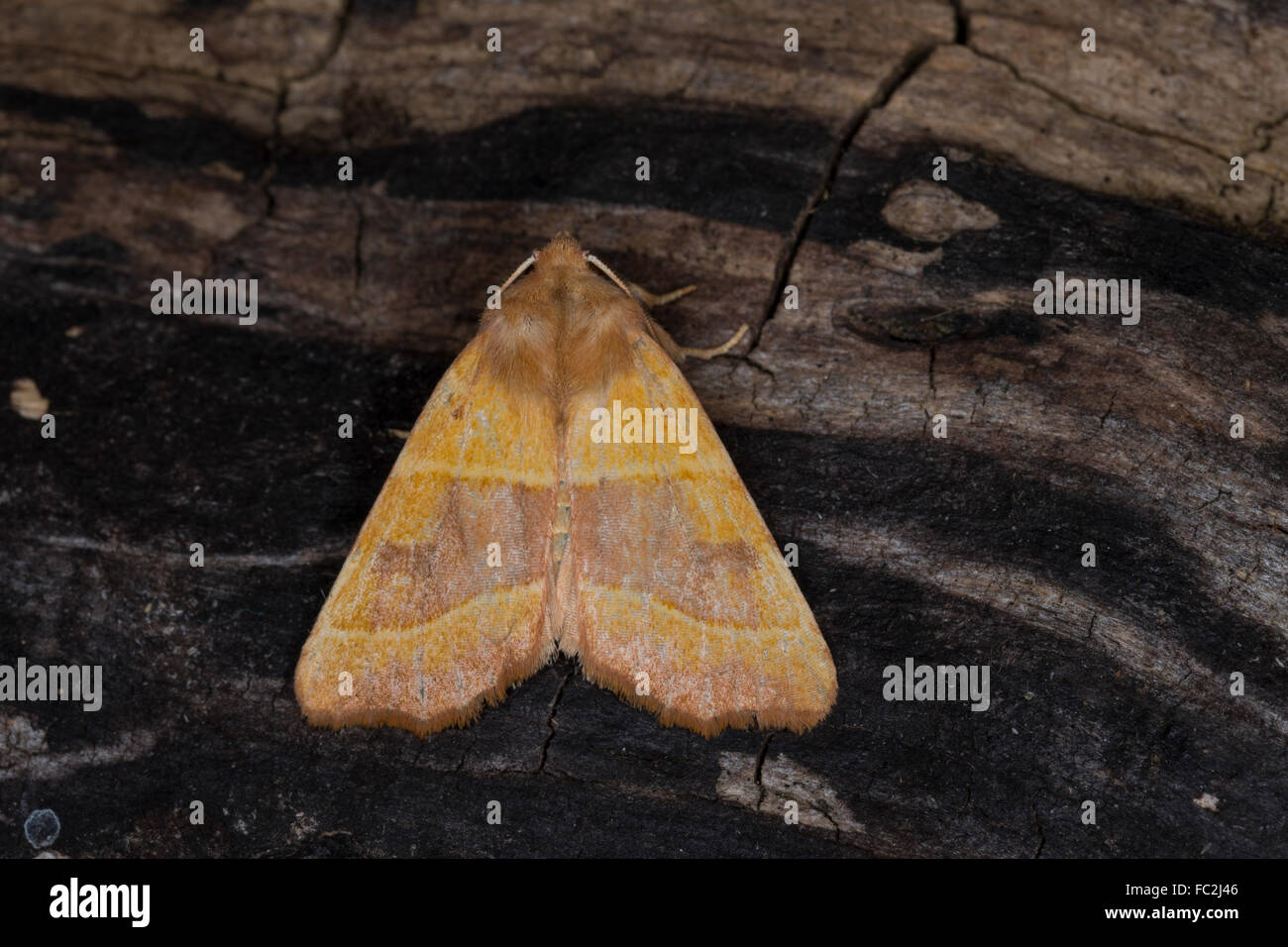 Centre-barred Sallow, Eulenfalter, Noctuidae, noctuid moths, Ockergelbe ...