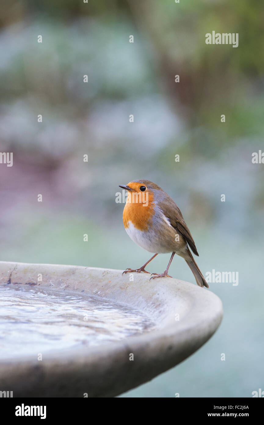 Erithacus rubecula. Robin on a frozen bird bath on a cold frosty ...