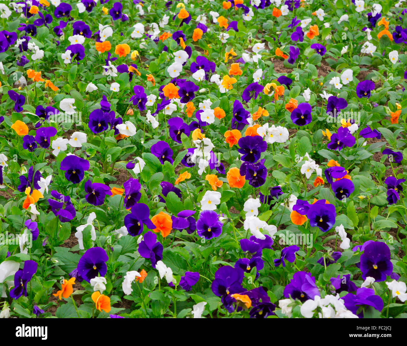 Yellow field pansy hi-res stock photography and images - Alamy