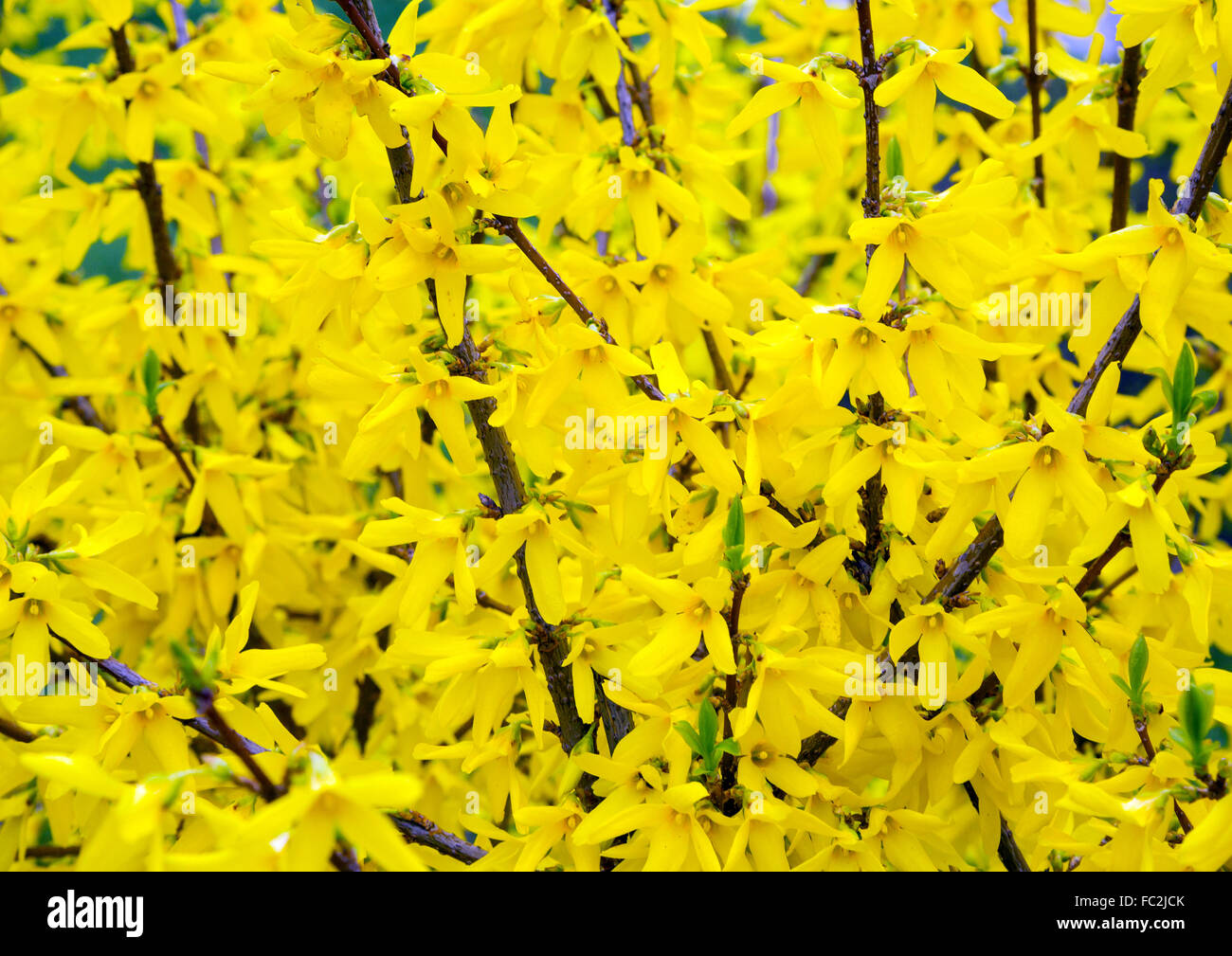 young flowering shrub, close up Stock Photo - Alamy