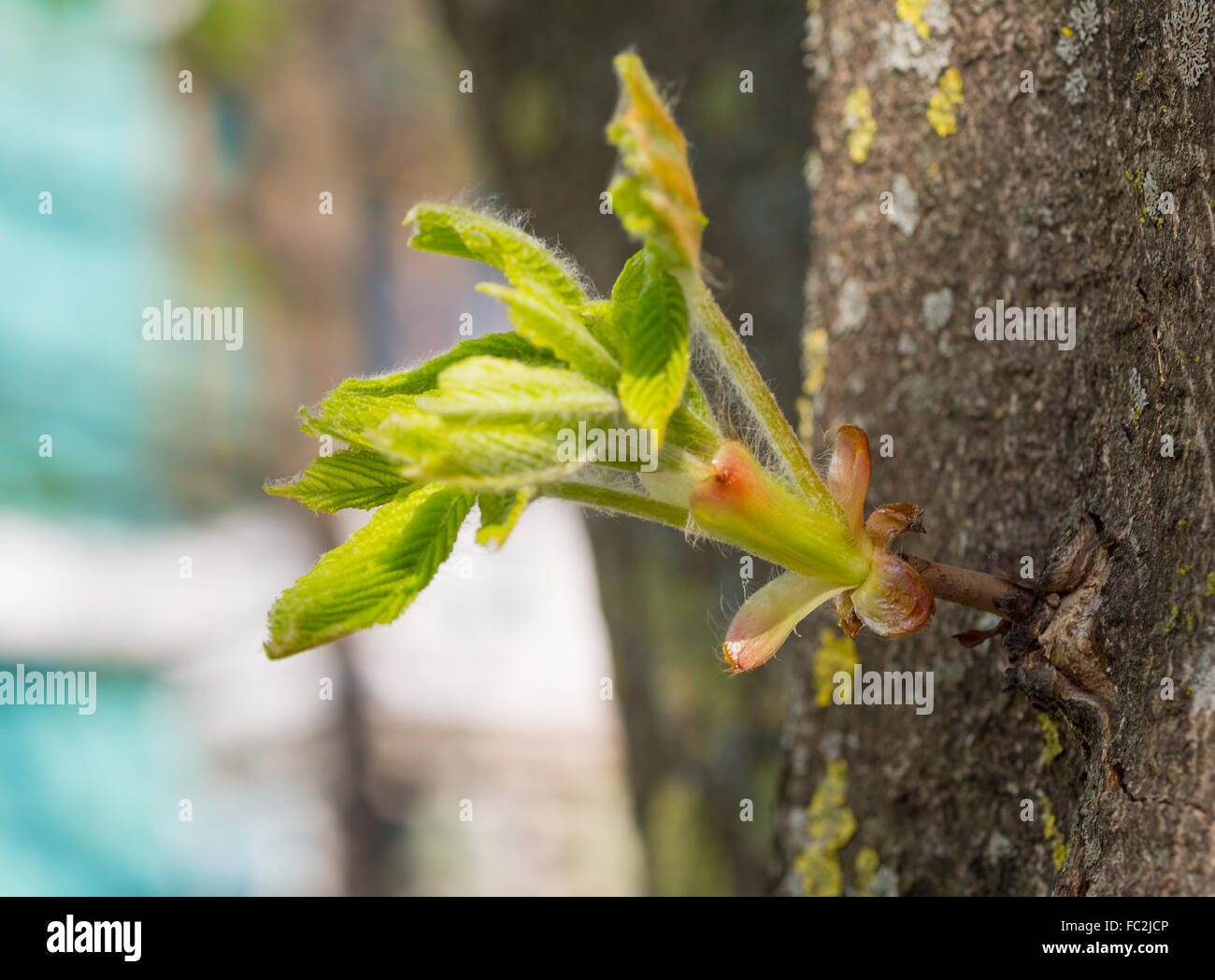 Chestnut tree blur hi-res stock photography and images - Alamy