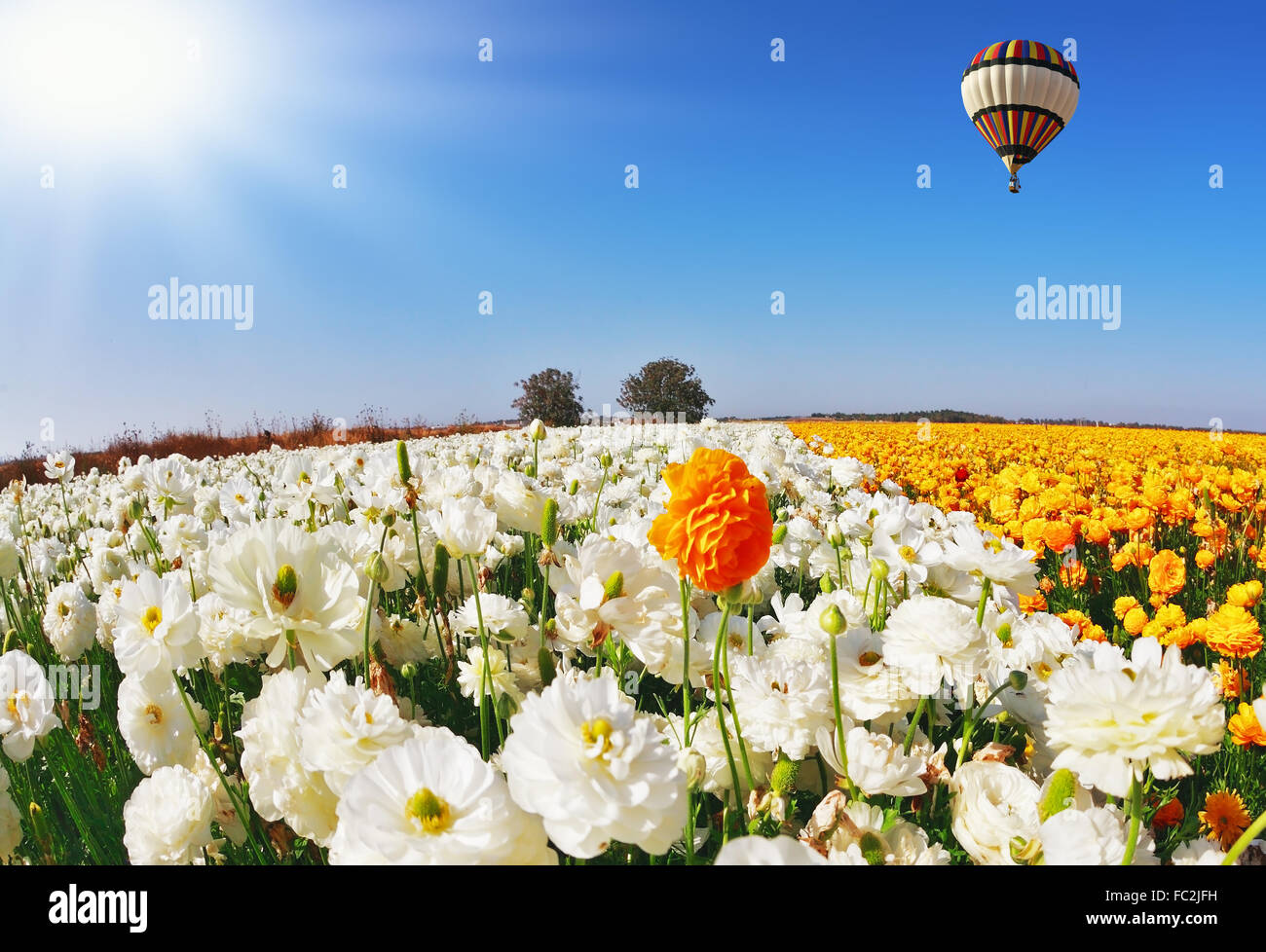 Huge beautiful balloon flies over the field Stock Photo - Alamy