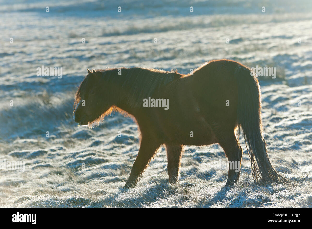 Builth Wells, Powys, Wales, UK. 20th January, 2016. UK weather. Welsh ...