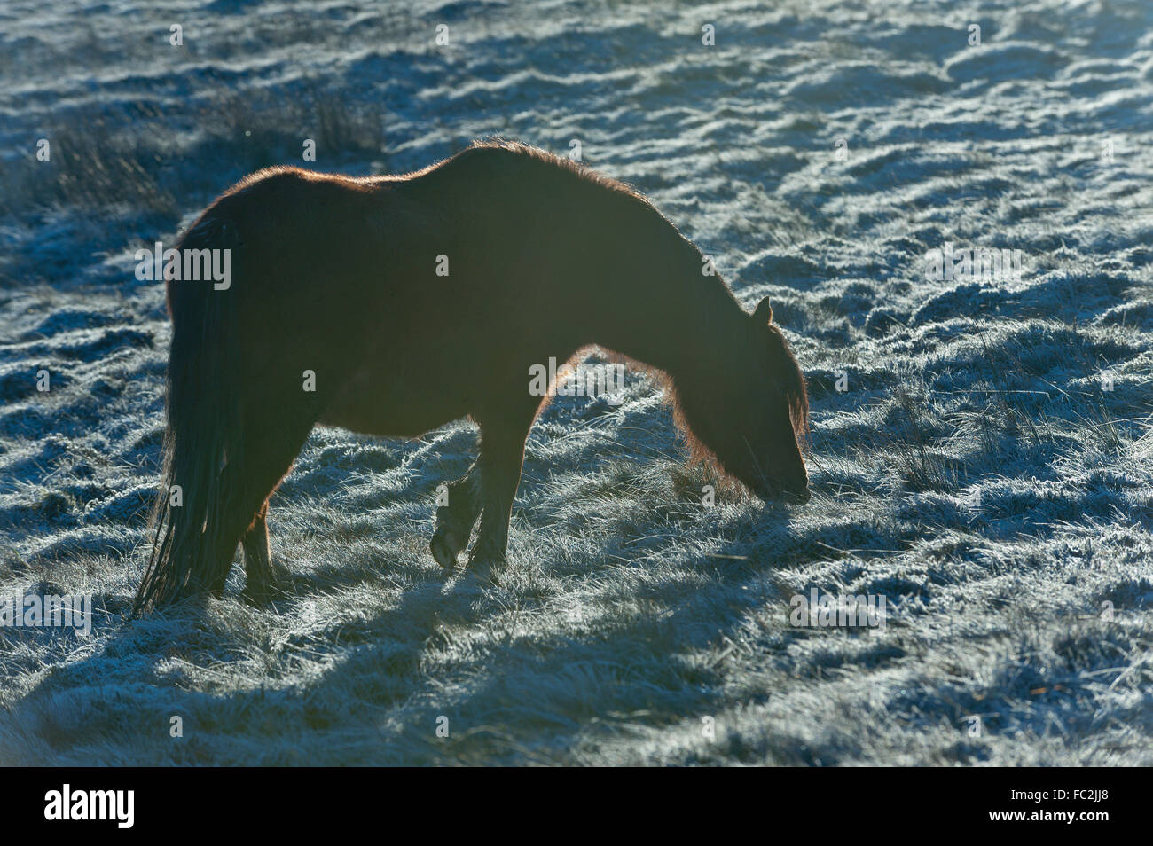 Builth Wells, Powys, Wales, UK. 20th January, 2016. UK weather. Welsh ...