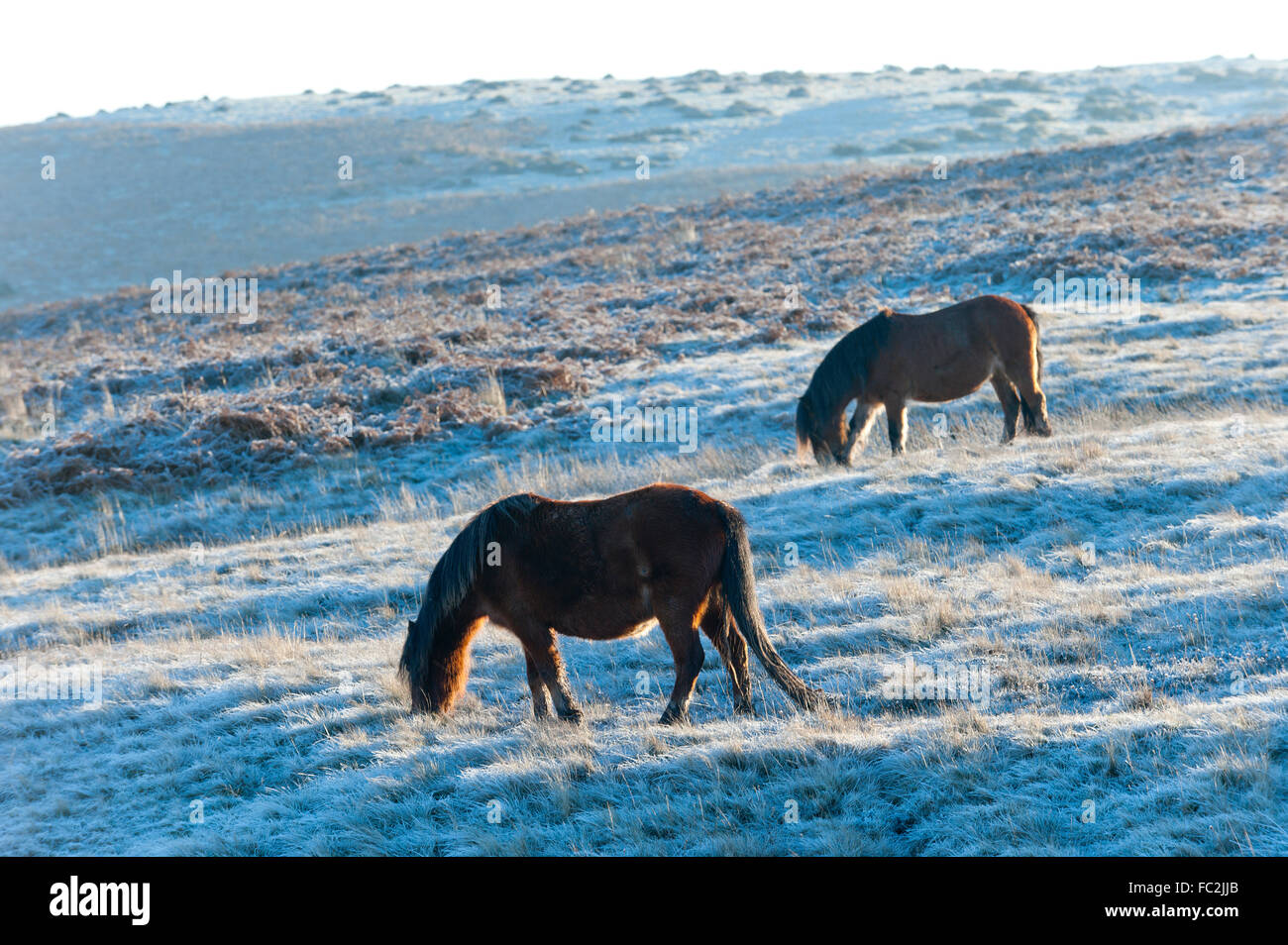 Builth Wells, Powys, Wales, UK. 20th January, 2016. UK weather. Welsh ...