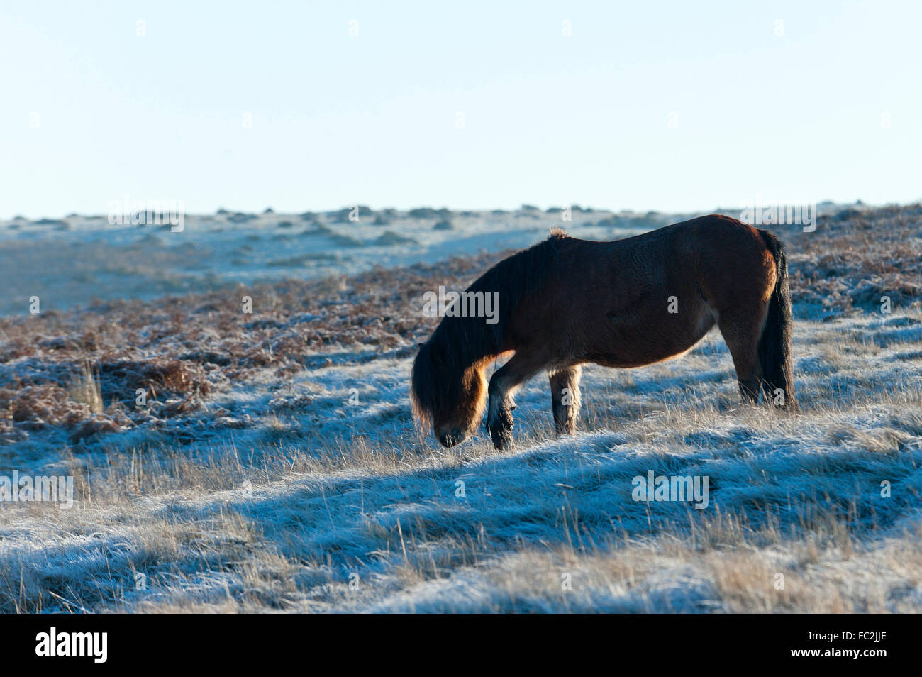 Builth Wells, Powys, Wales, UK. 20th January, 2016. UK weather. Welsh ...
