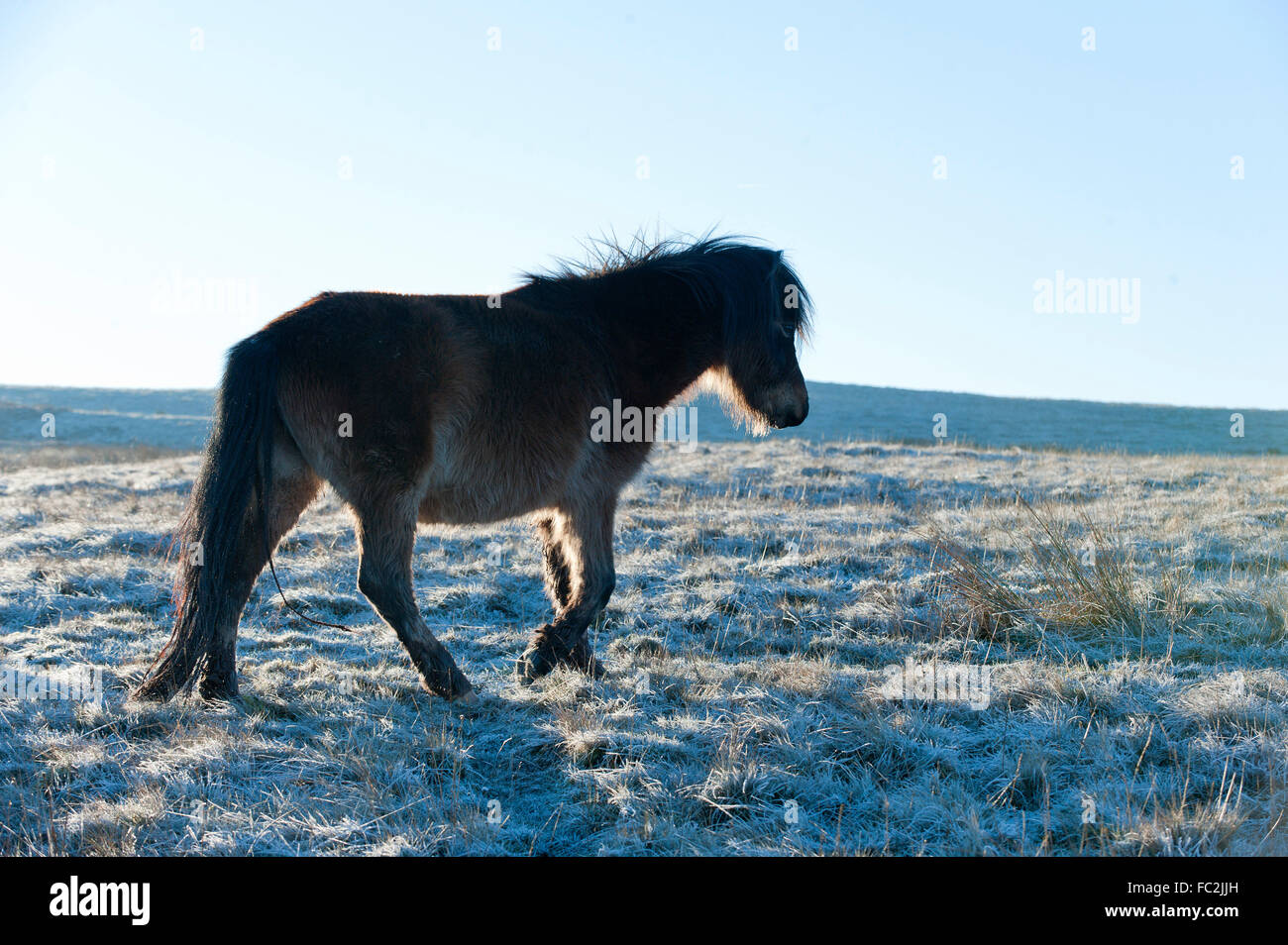 Builth Wells, Powys, Wales, UK. 20th January, 2016. UK weather. Welsh ...