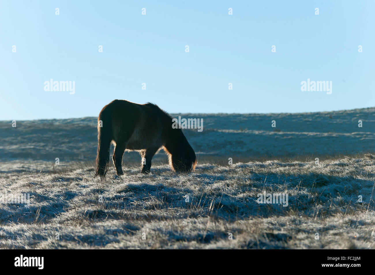 Builth Wells, Powys, Wales, UK. 20th January, 2016. UK weather. Welsh ...