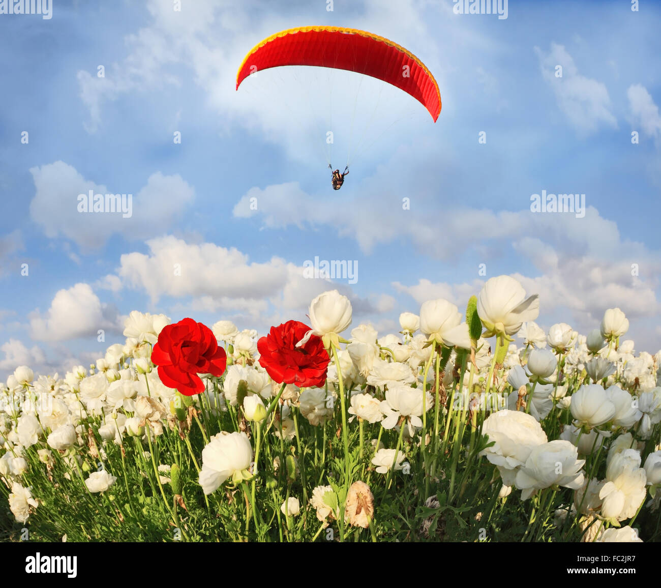 Big red parachute flies over the field Stock Photo - Alamy