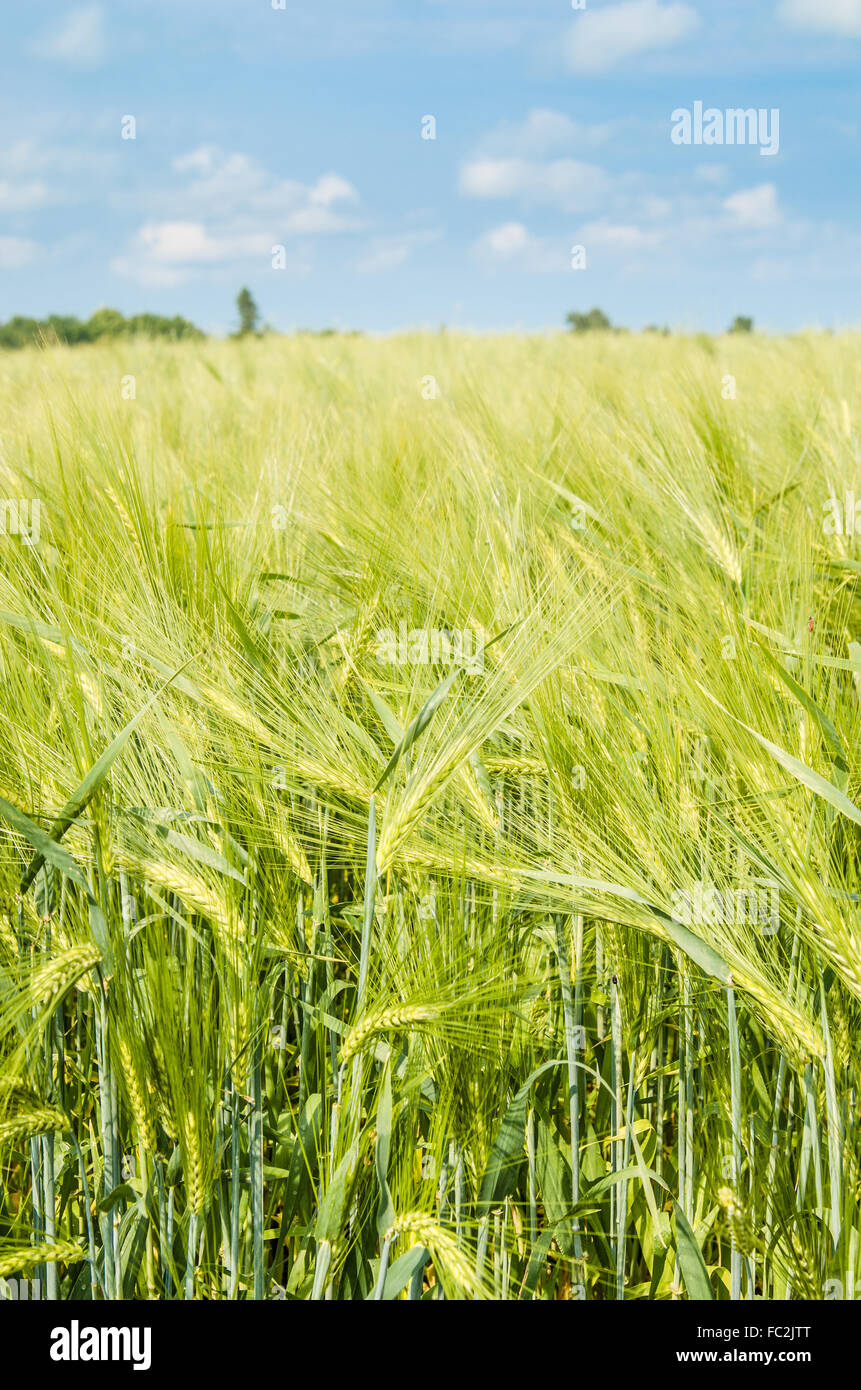 young wheat on farm land Stock Photo - Alamy