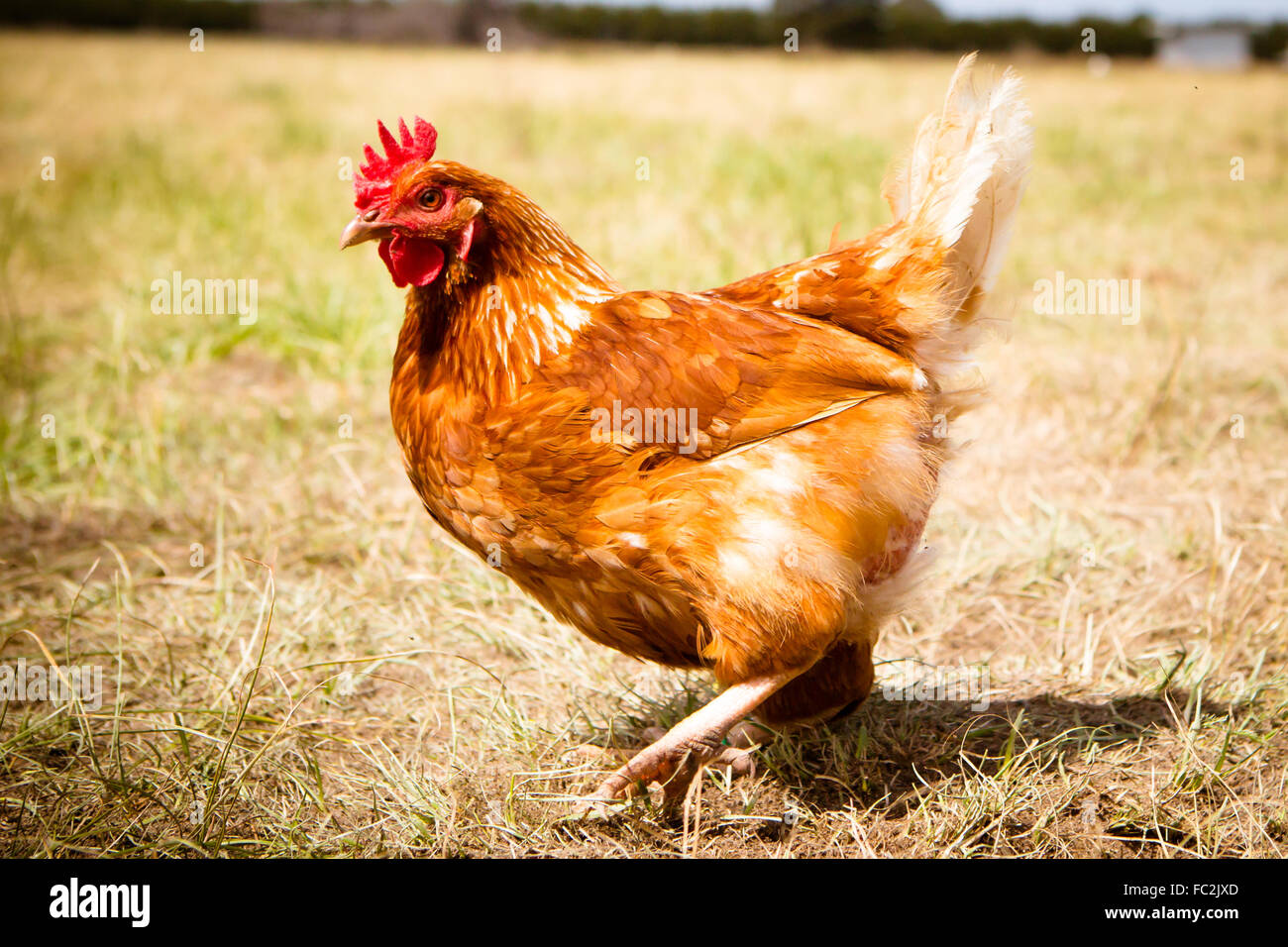 Chickens In A Field Stock Photo - Alamy