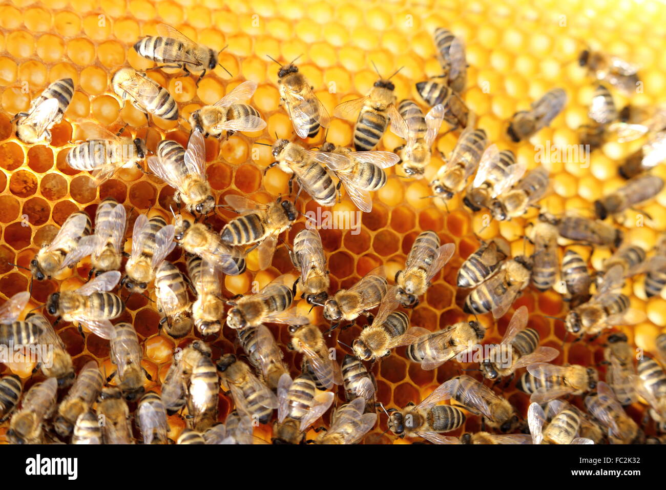 Busy insects hi-res stock photography and images - Alamy