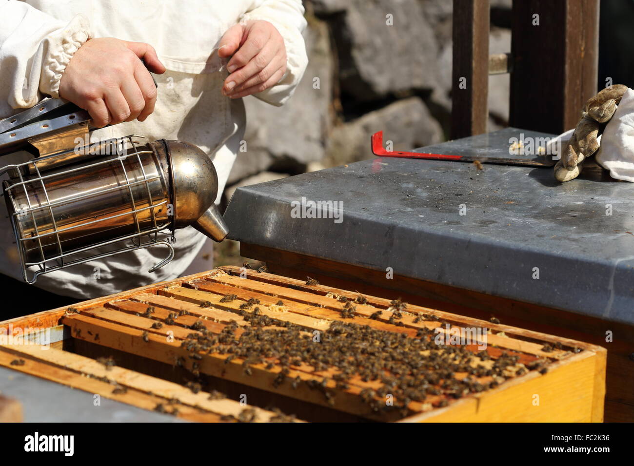 Honey bee busy work hi-res stock photography and images - Alamy