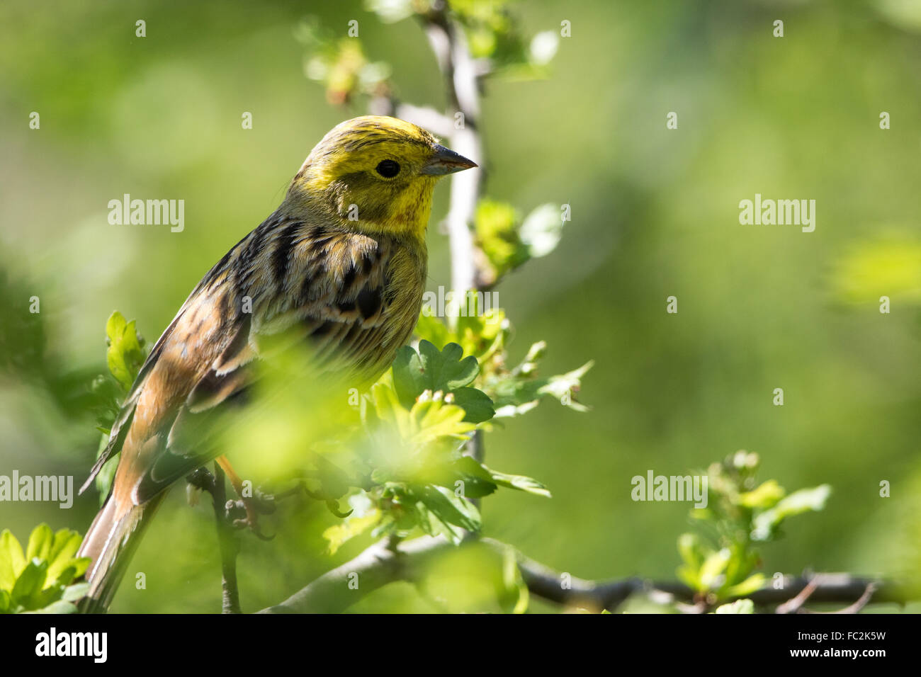 Yellowhammer hi-res stock photography and images - Alamy