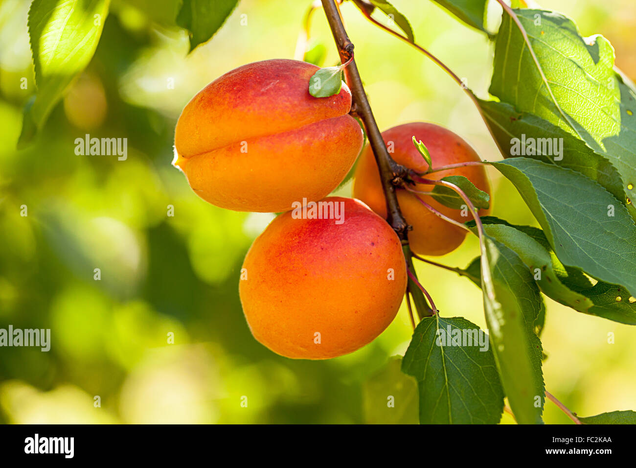 Peach (Prunus persica Stock Photo - Alamy