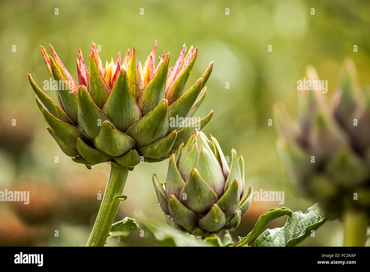 Artichoke (Cynara cardunculus Stock Photo - Alamy