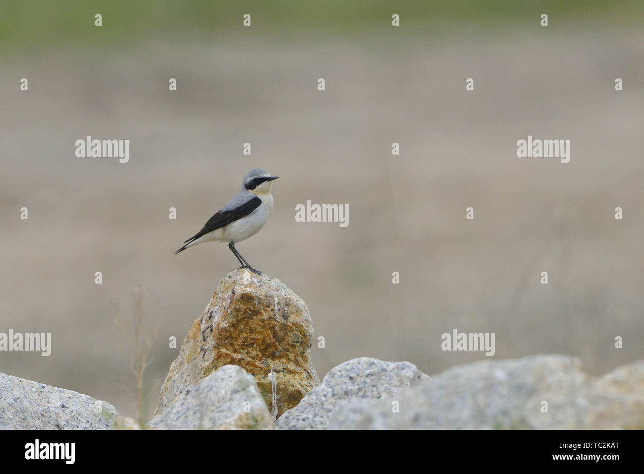 Wheatear species hi-res stock photography and images - Alamy