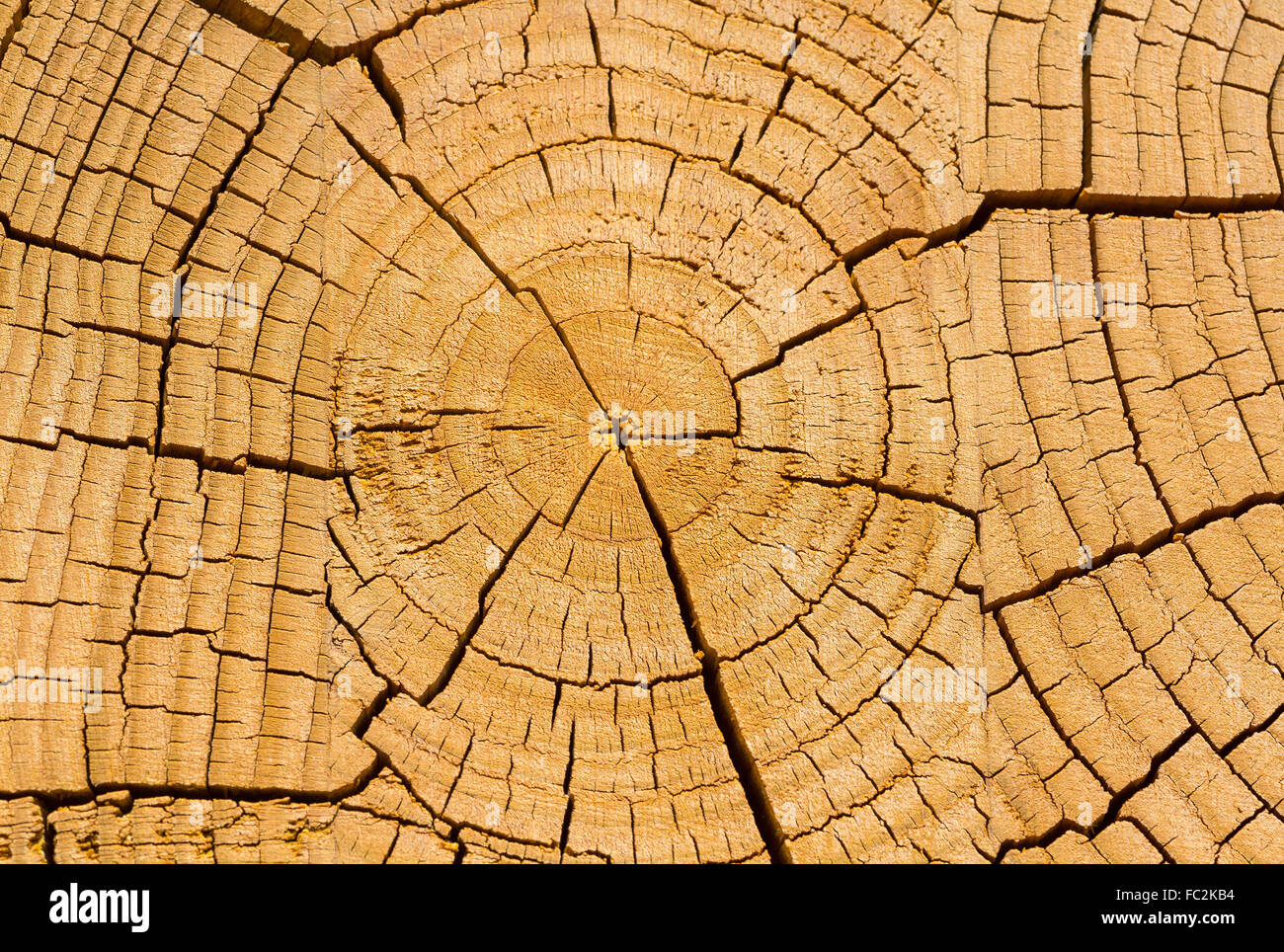 growth rings, background Stock Photo - Alamy