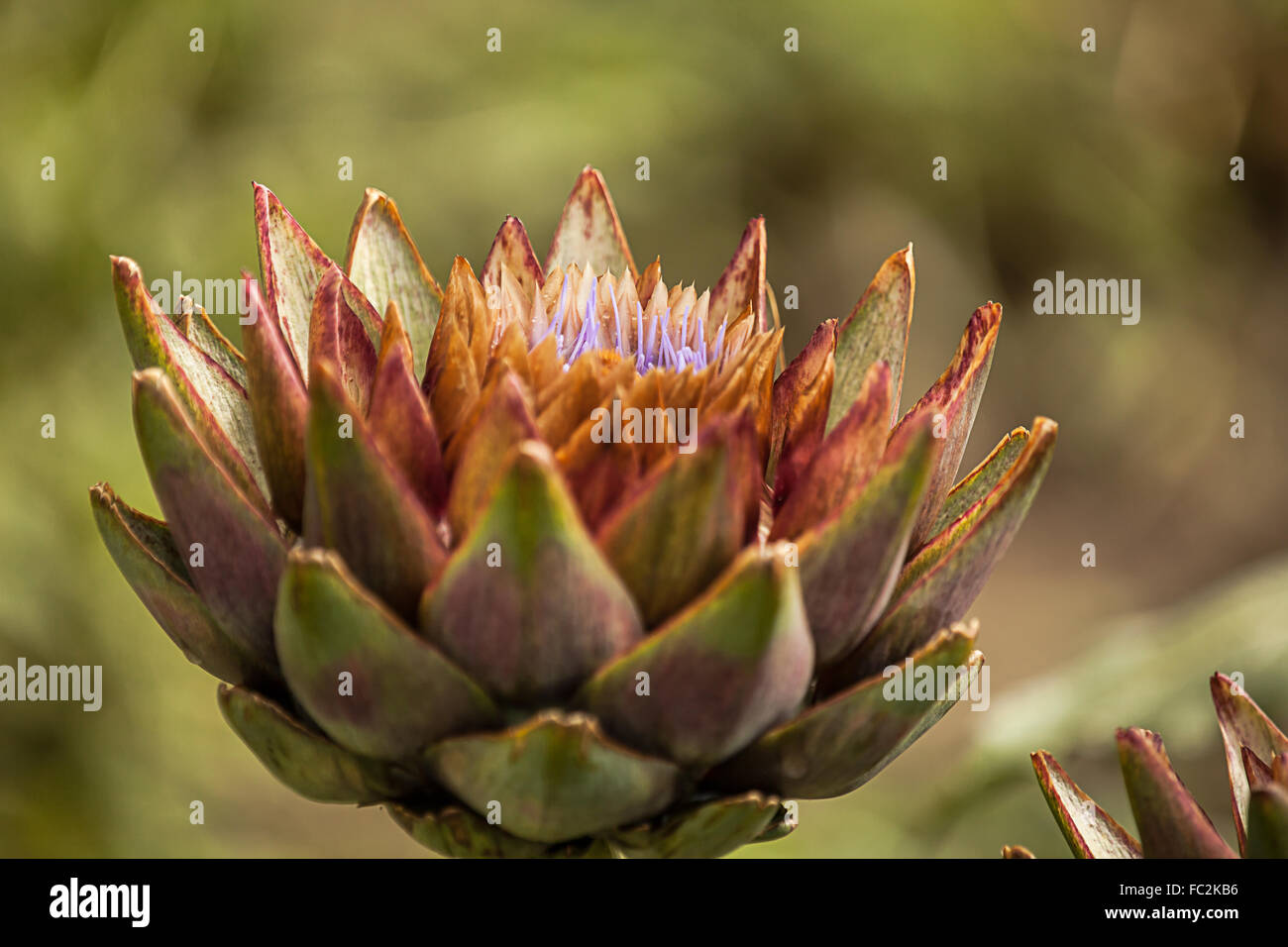 Artichoke (Cynara cardunculus Stock Photo - Alamy