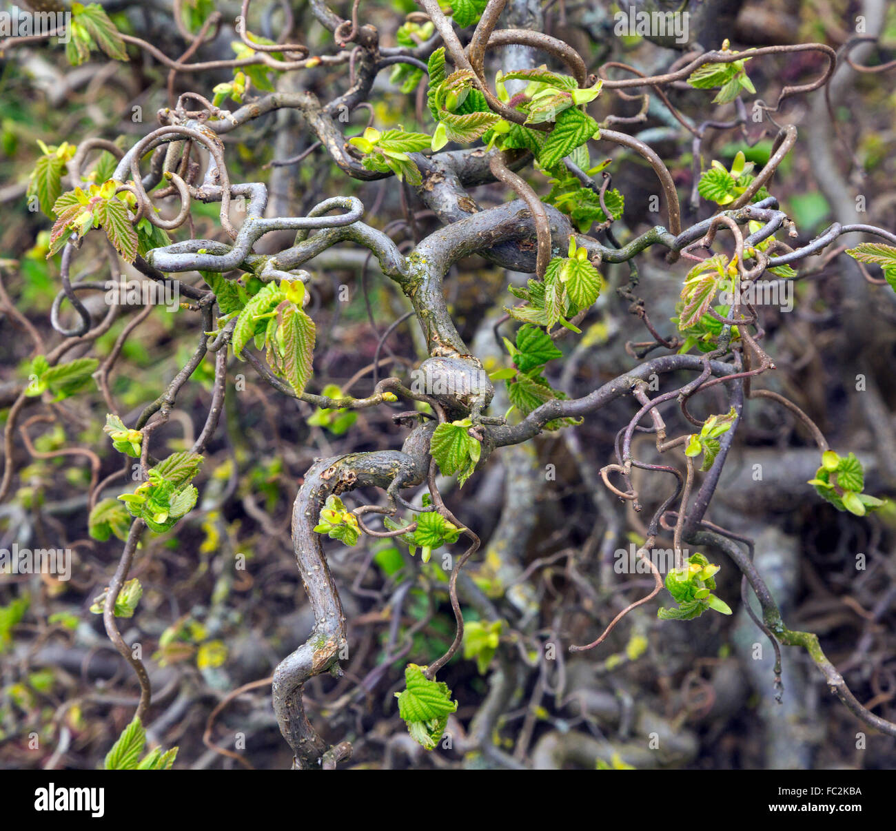 decorative curly bush Stock Photo - Alamy