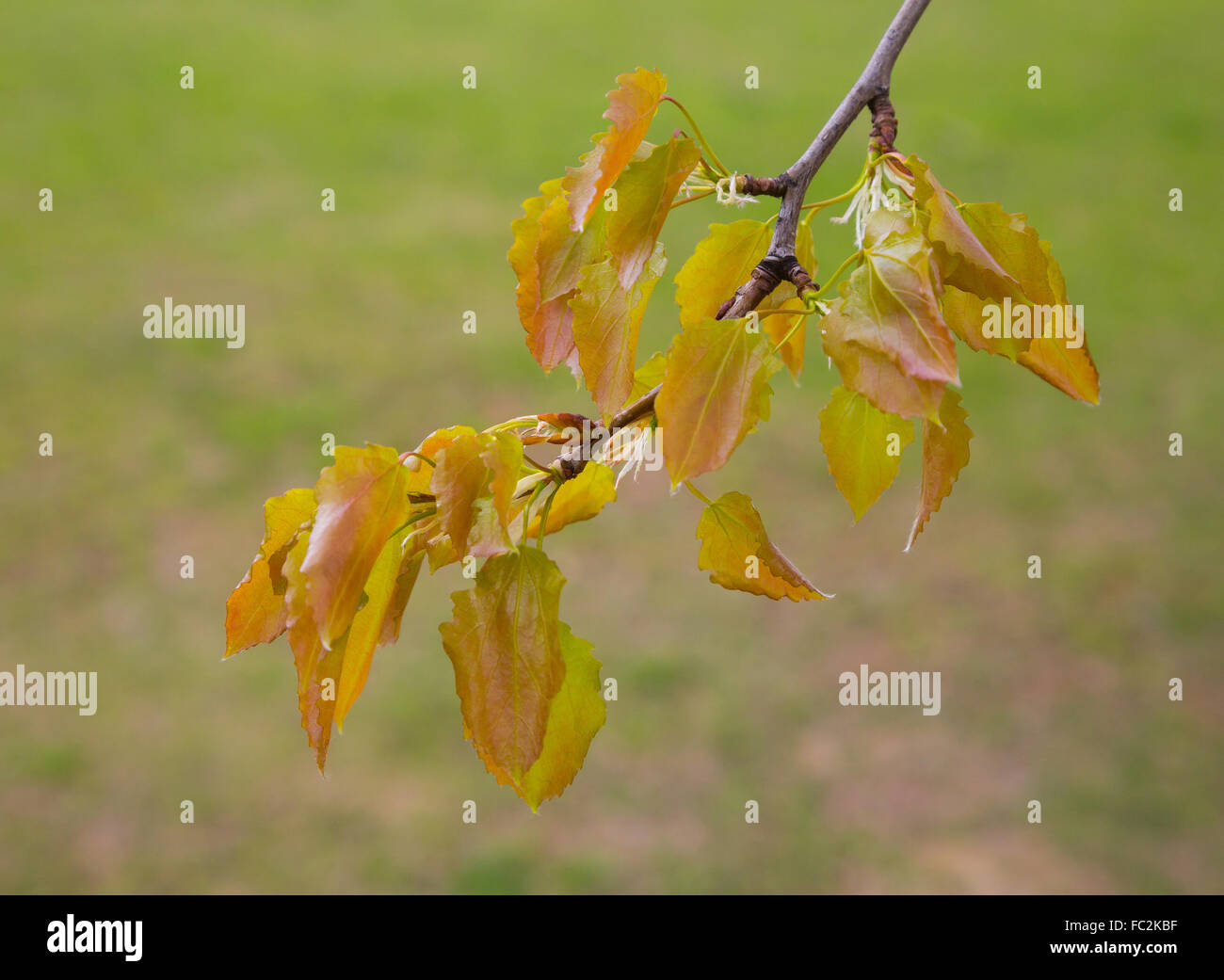 Alder tree branch hi-res stock photography and images - Alamy
