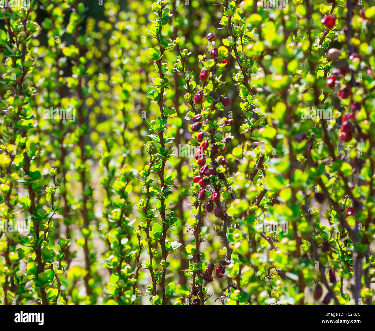 Barberry bush hi-res stock photography and images - Alamy