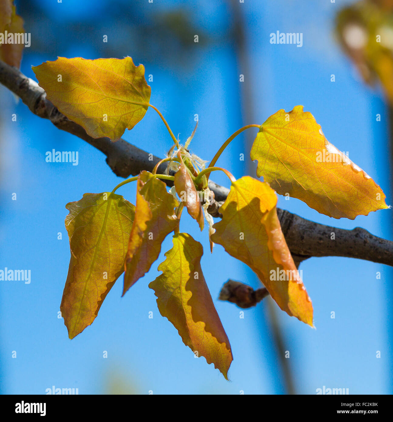 Leaves of alder tree hi-res stock photography and images - Alamy