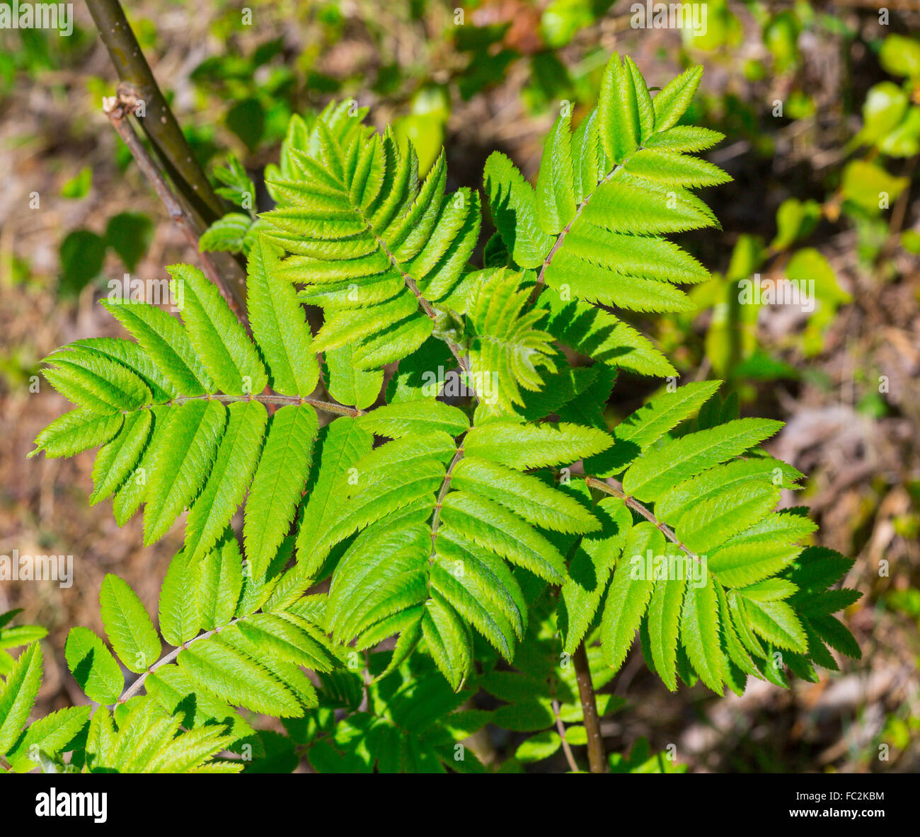 Young rowan tree hi-res stock photography and images - Alamy