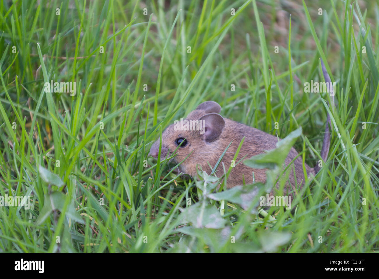 Feldmaus Microtus Arvalis High Resolution Stock Photography and Images ...