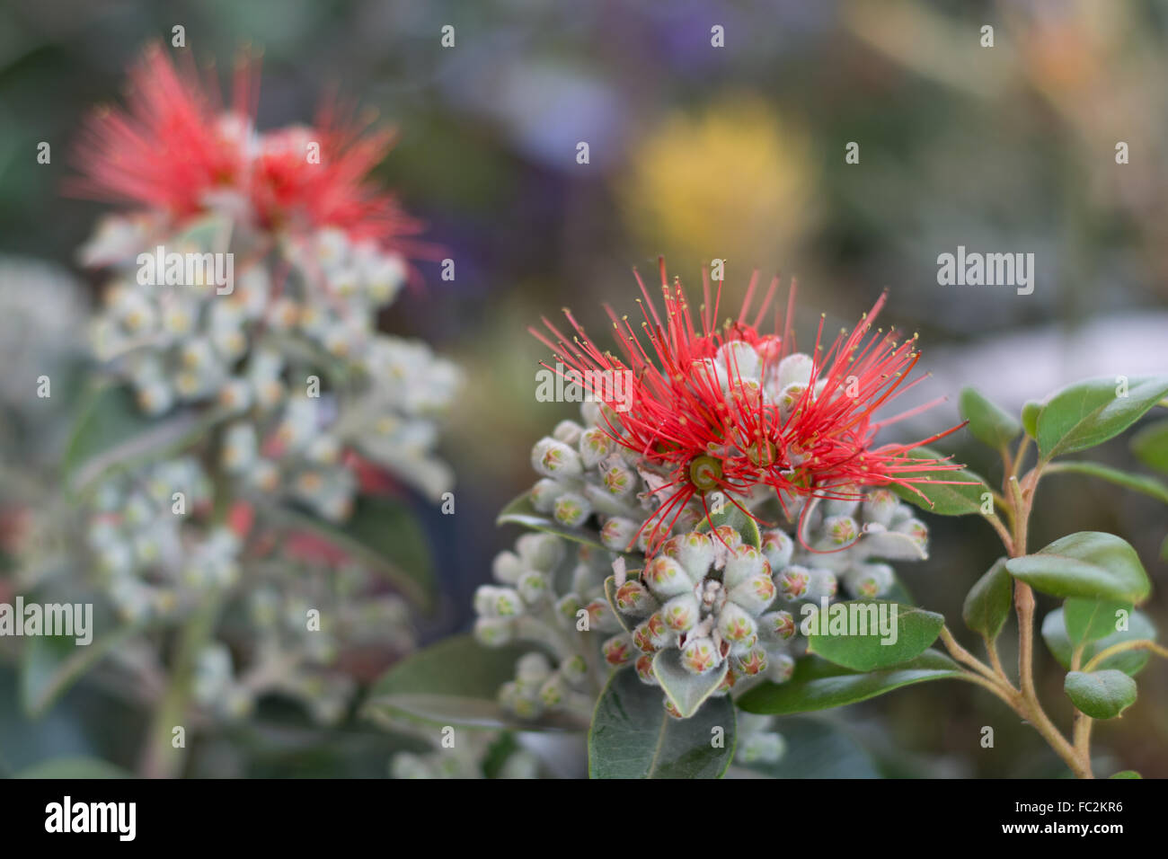 Ironwood tree flower hi-res stock photography and images - Alamy