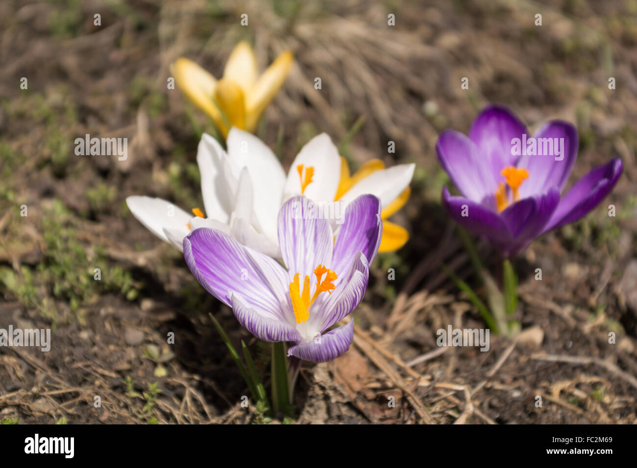 Crocus in the spring sunshine Stock Photo - Alamy