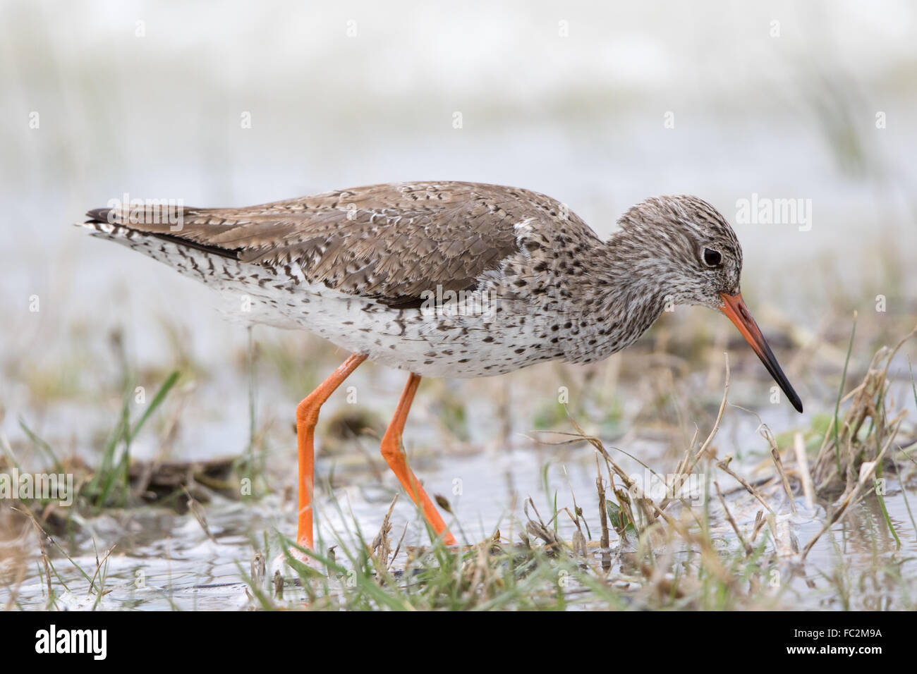 Redshank hi-res stock photography and images - Alamy