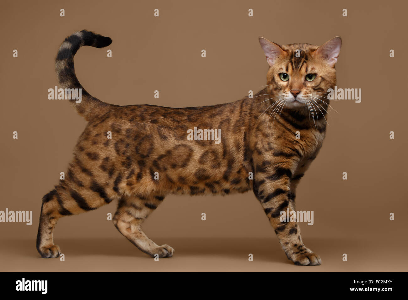 Beautiful Bengal Cat Stands on Brown background Stock Photo - Alamy