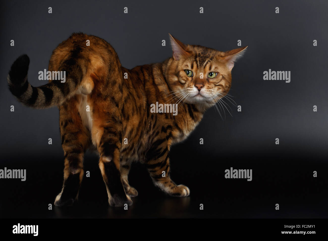 Bengal Cat looking back on his tail Stock Photo - Alamy