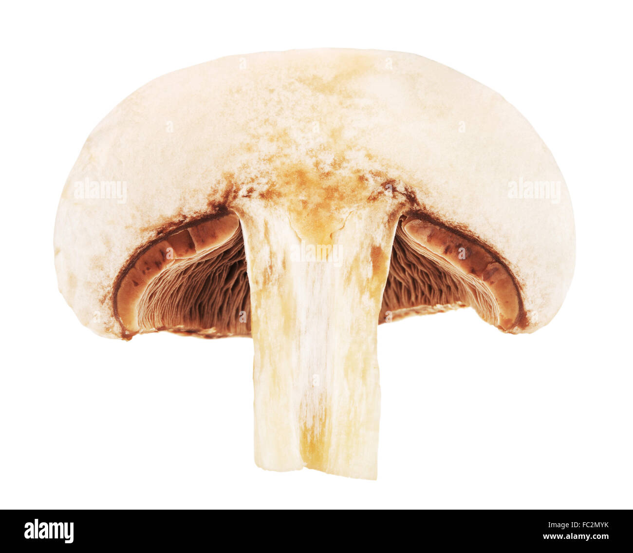 half of champignon mushroom, isolated on white background Stock Photo ...
