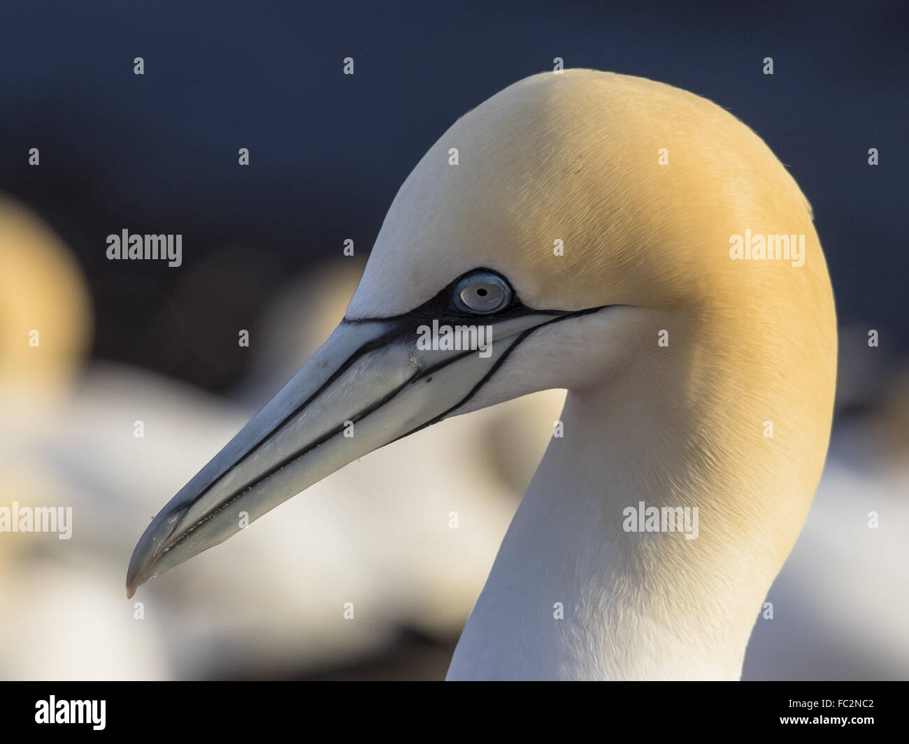 A little vain Stock Photo - Alamy