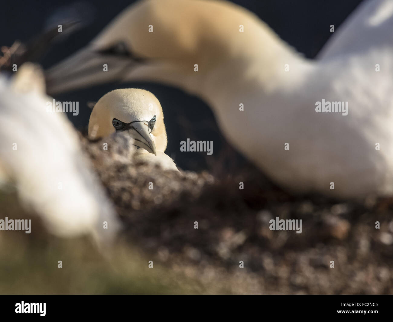 Observer bird hi-res stock photography and images - Alamy