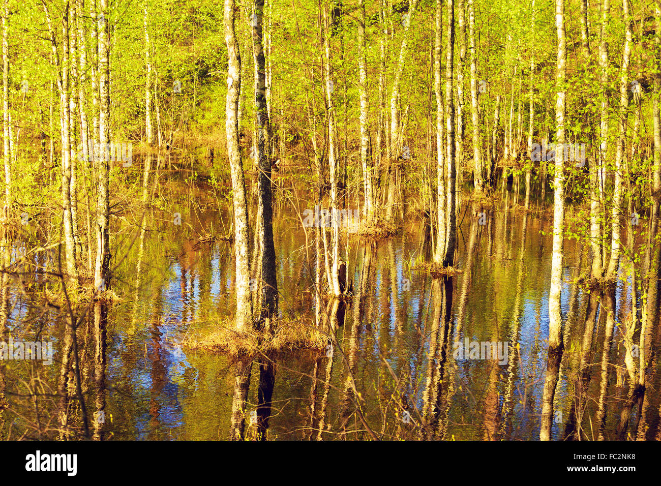 trees in water after flood in spring forest Stock Photo - Alamy