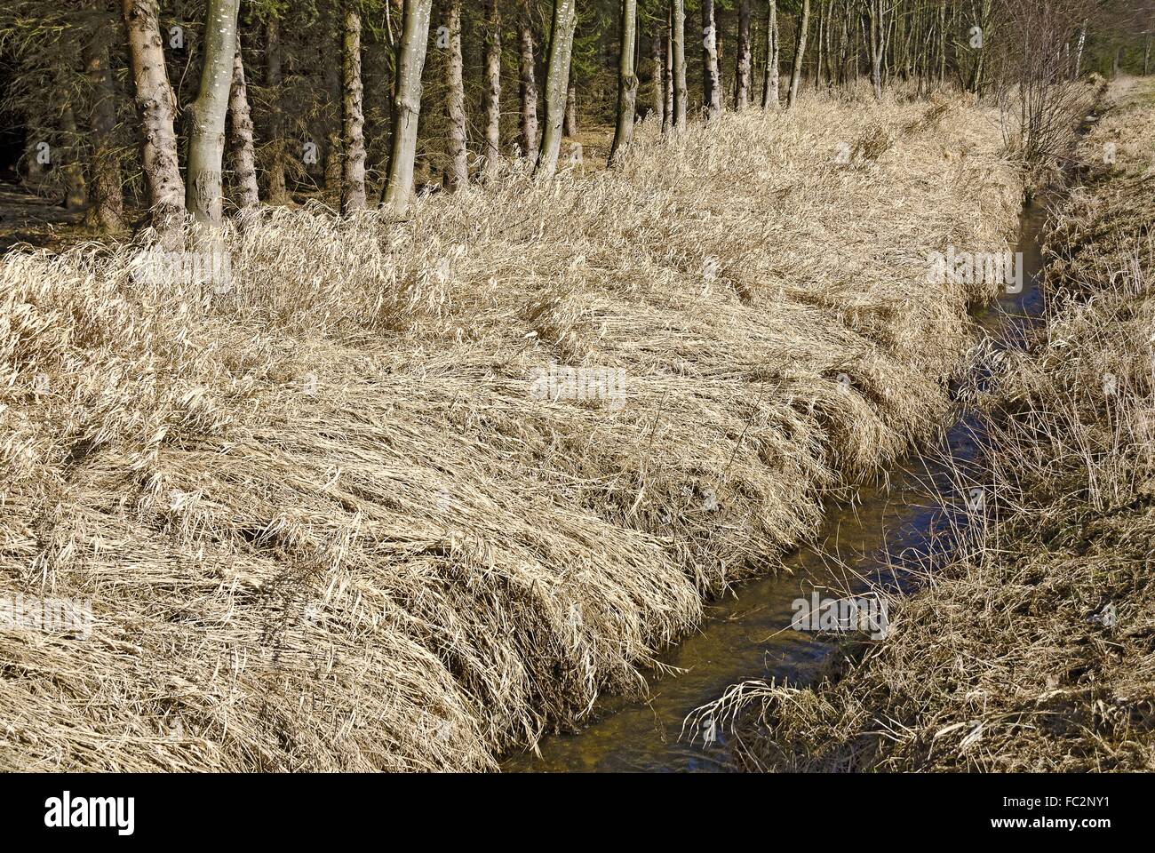 dry grass on a ditch bank Stock Photo - Alamy