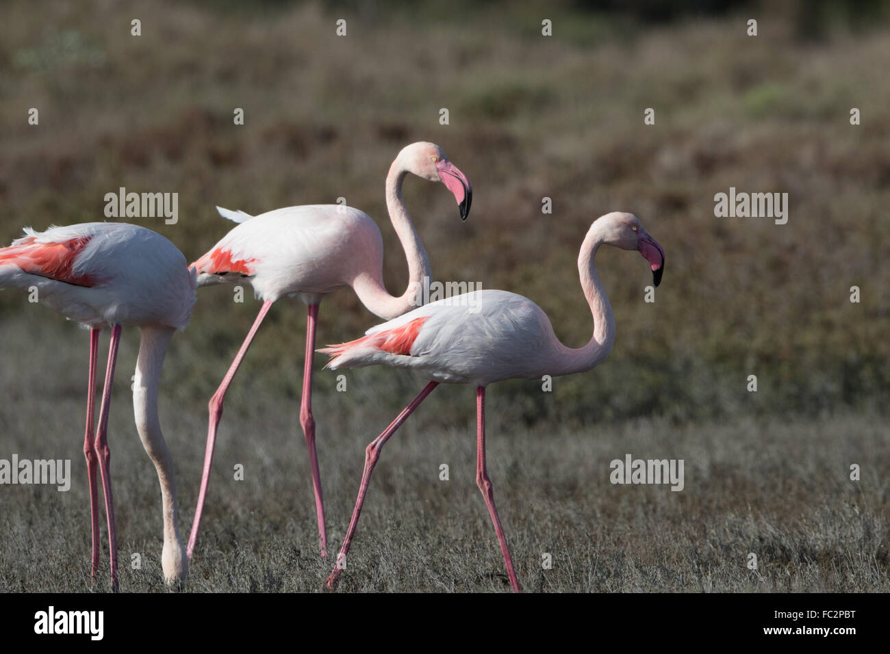 Europe france greater flamingo hi-res stock photography and images - Alamy