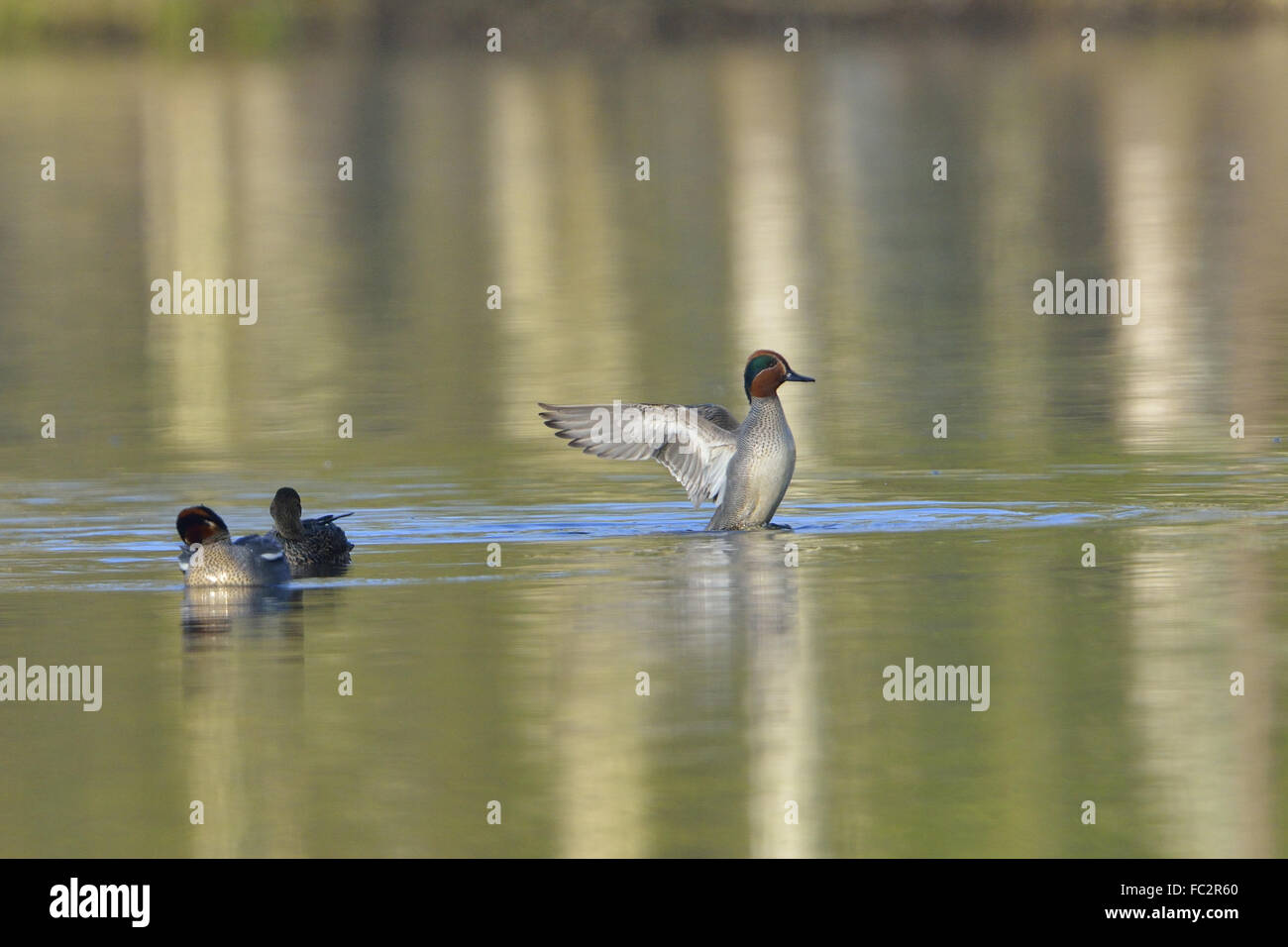 Eurasian teal hi-res stock photography and images - Alamy
