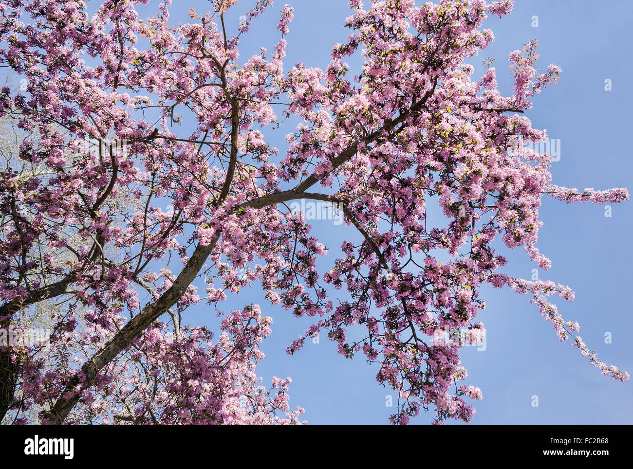 Tree limbs flowering hi-res stock photography and images - Alamy