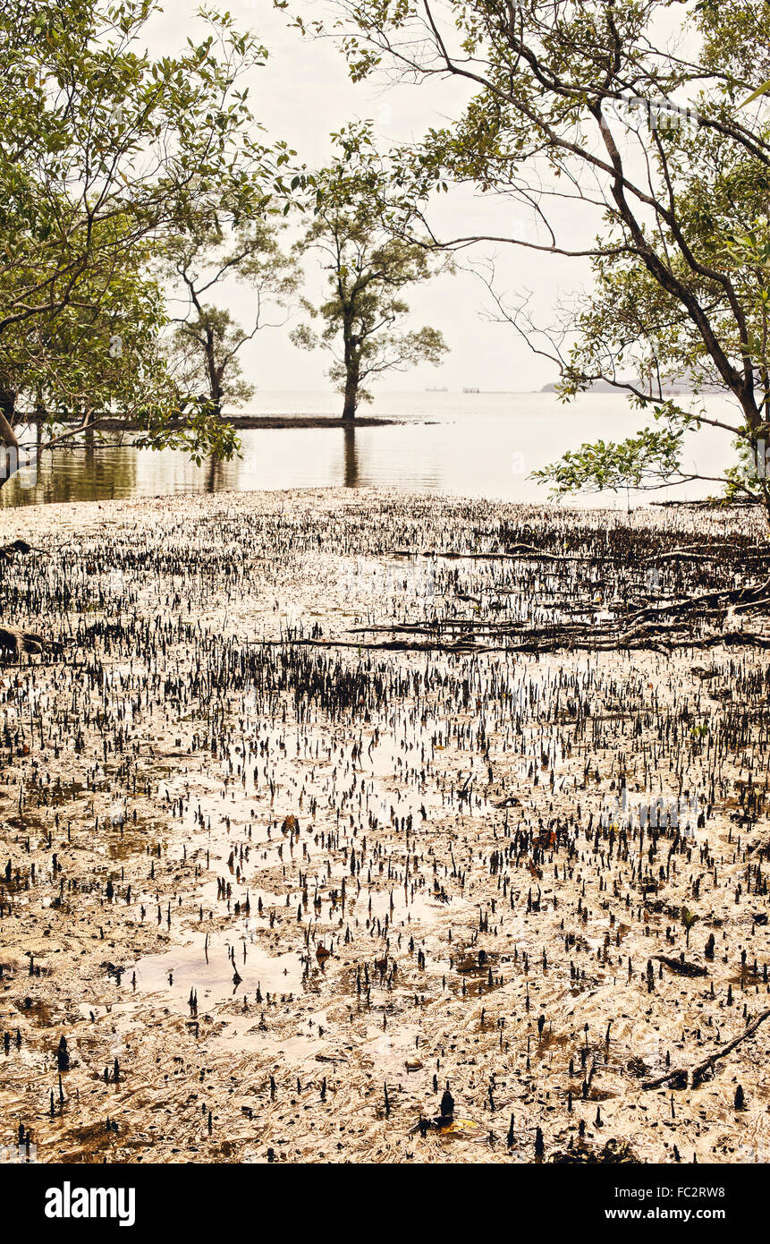 mangrove swamp at low tide in Thailand Stock Photo - Alamy