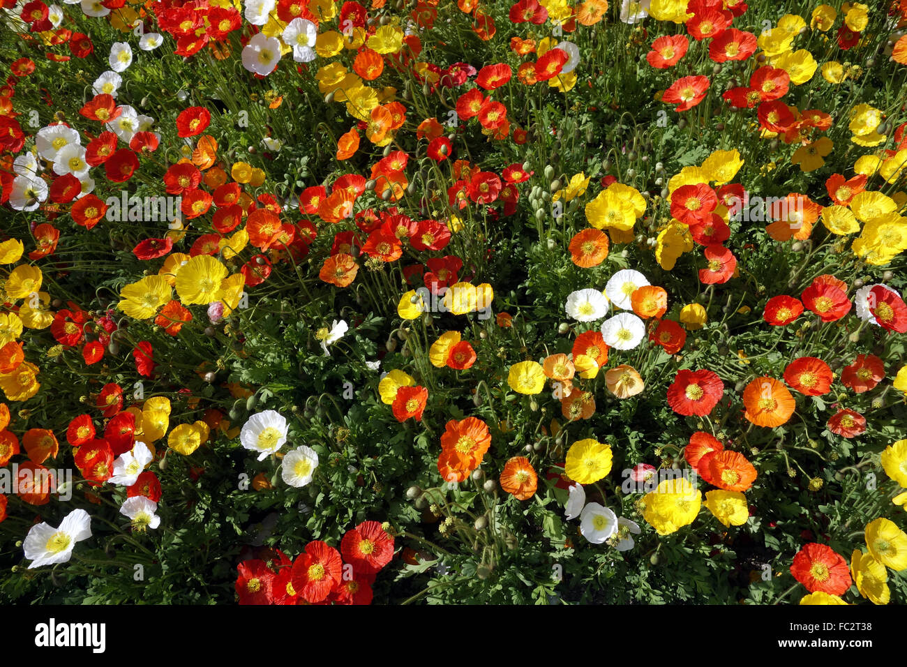 Nudicaule papaveraceae hi-res stock photography and images - Alamy